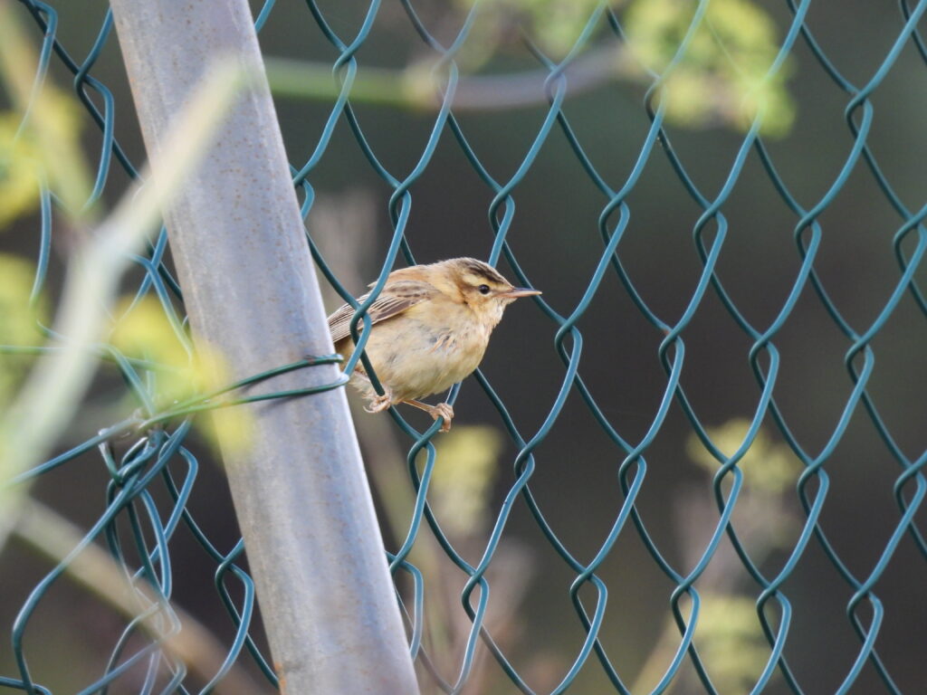 Birding in Malta - Malta Birding Tours