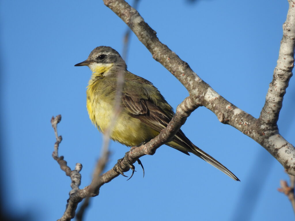 Birding in Malta - Malta Birding Tours
