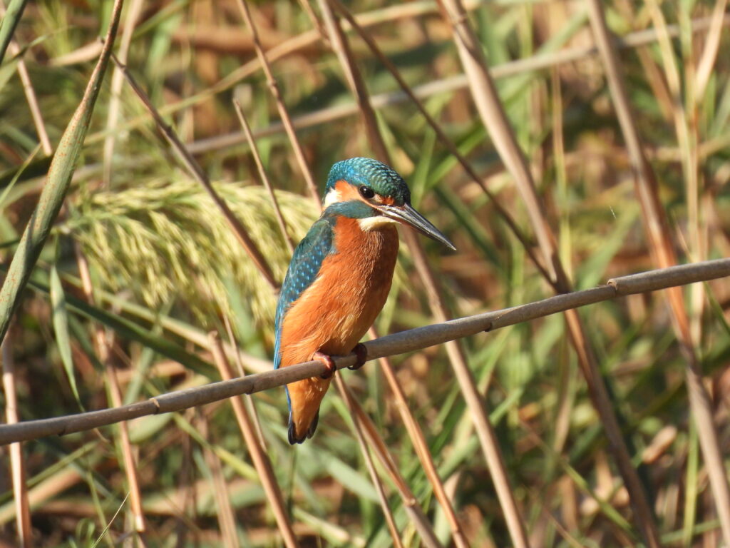 Birding in Malta - Malta Birding Tours